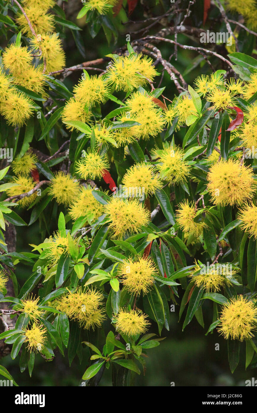Bright yellow wattle flowers bloom beside the Babinda Creek, an hour's ...