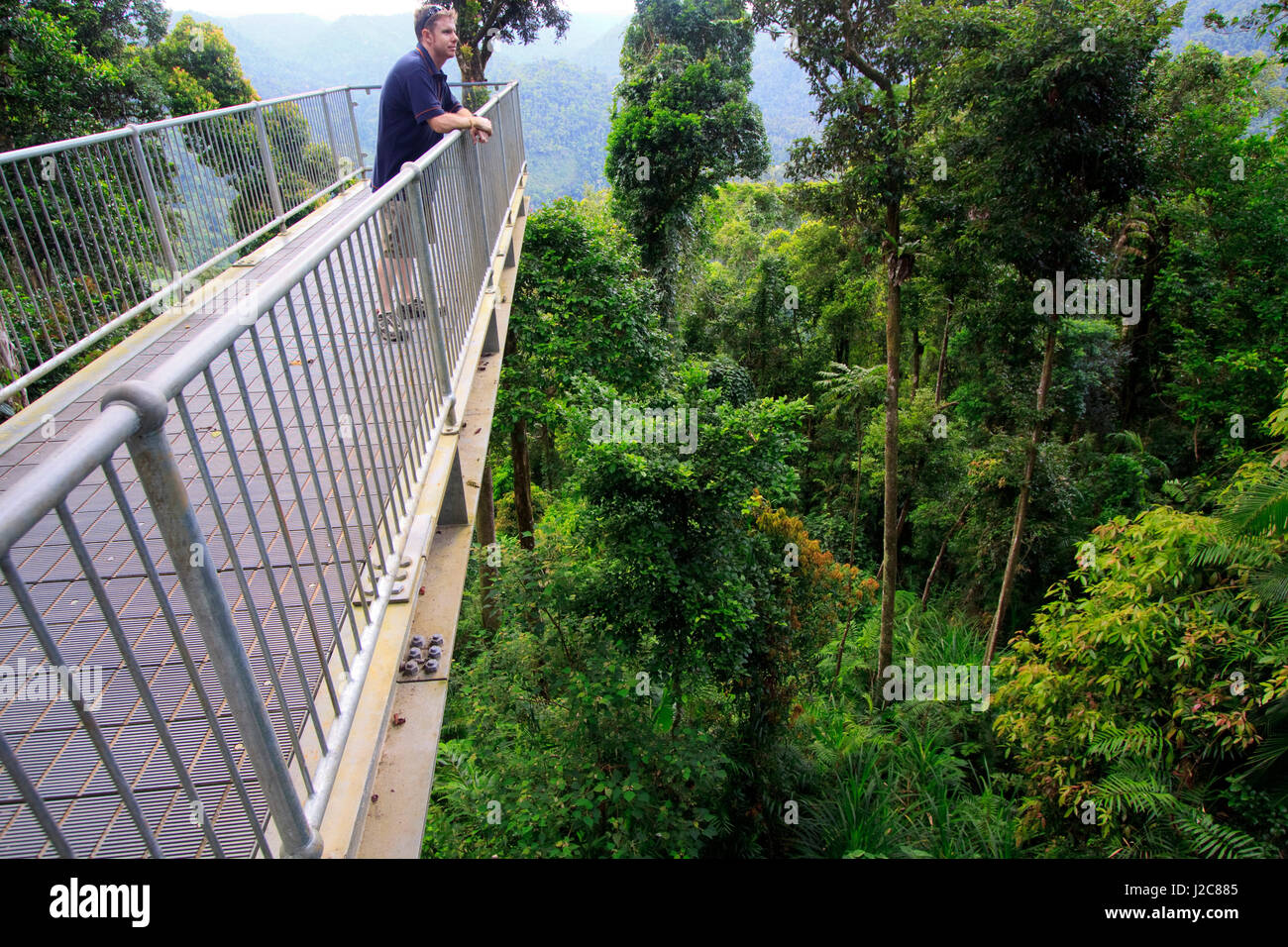 The Mamu Canopy Cantilever extends out over the rainforest for a bird's ...