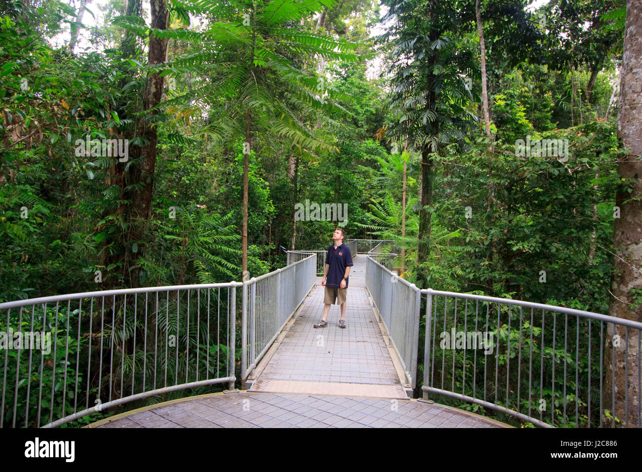 Aerial rainforest canopy walkway hi-res stock photography and images ...