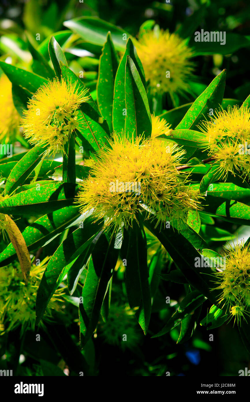 A bright yellow wattle tree in suburban Cairns, Queensland, Australia ...