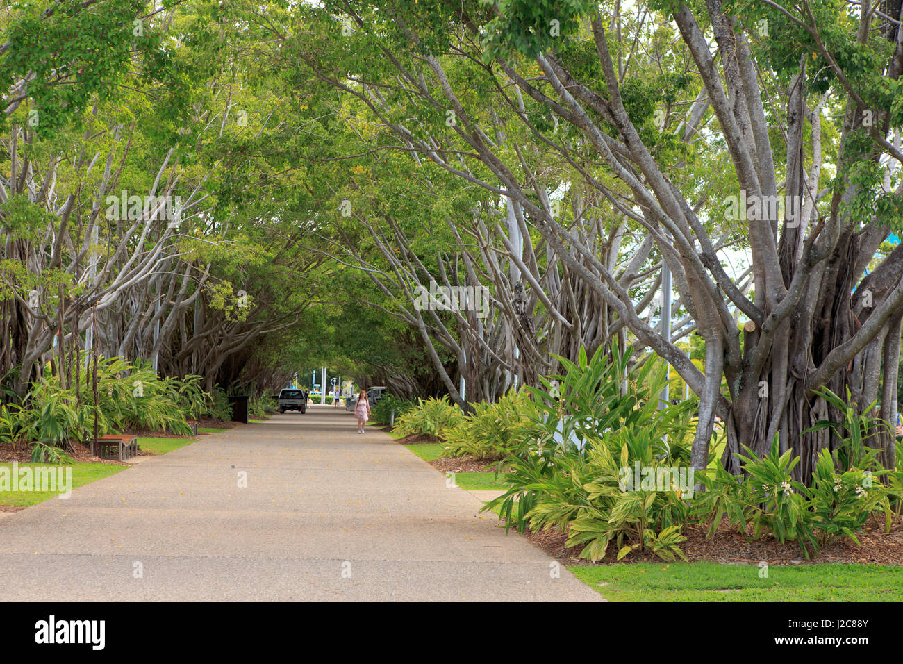 Trees line a pathway along the Cairns Esplanade, Queensland, Australia ...