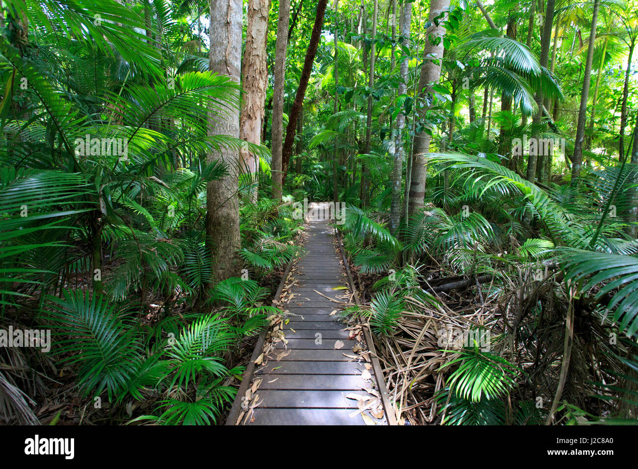 The rainforest boardwalk connecting Centenary Lakes to the Botanic ...