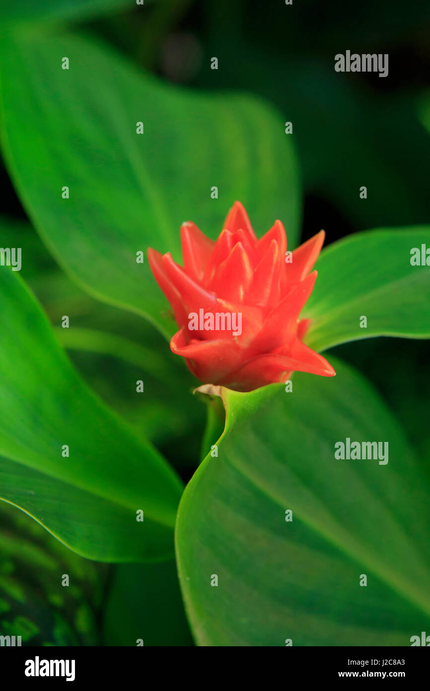 A bright red ginger flower on display at the Cairns Botanic Gardens ...