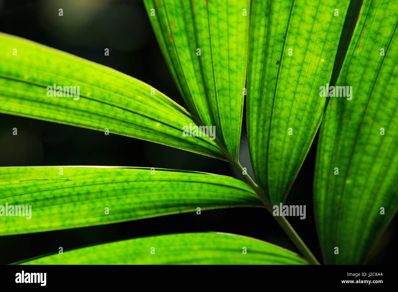 Backlit rainforest plants create abstract patterns in the Cairns ...