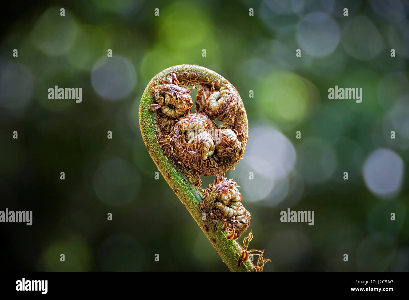 Australia, World Heritage Blue Mountains National Park, Tree Fern ...