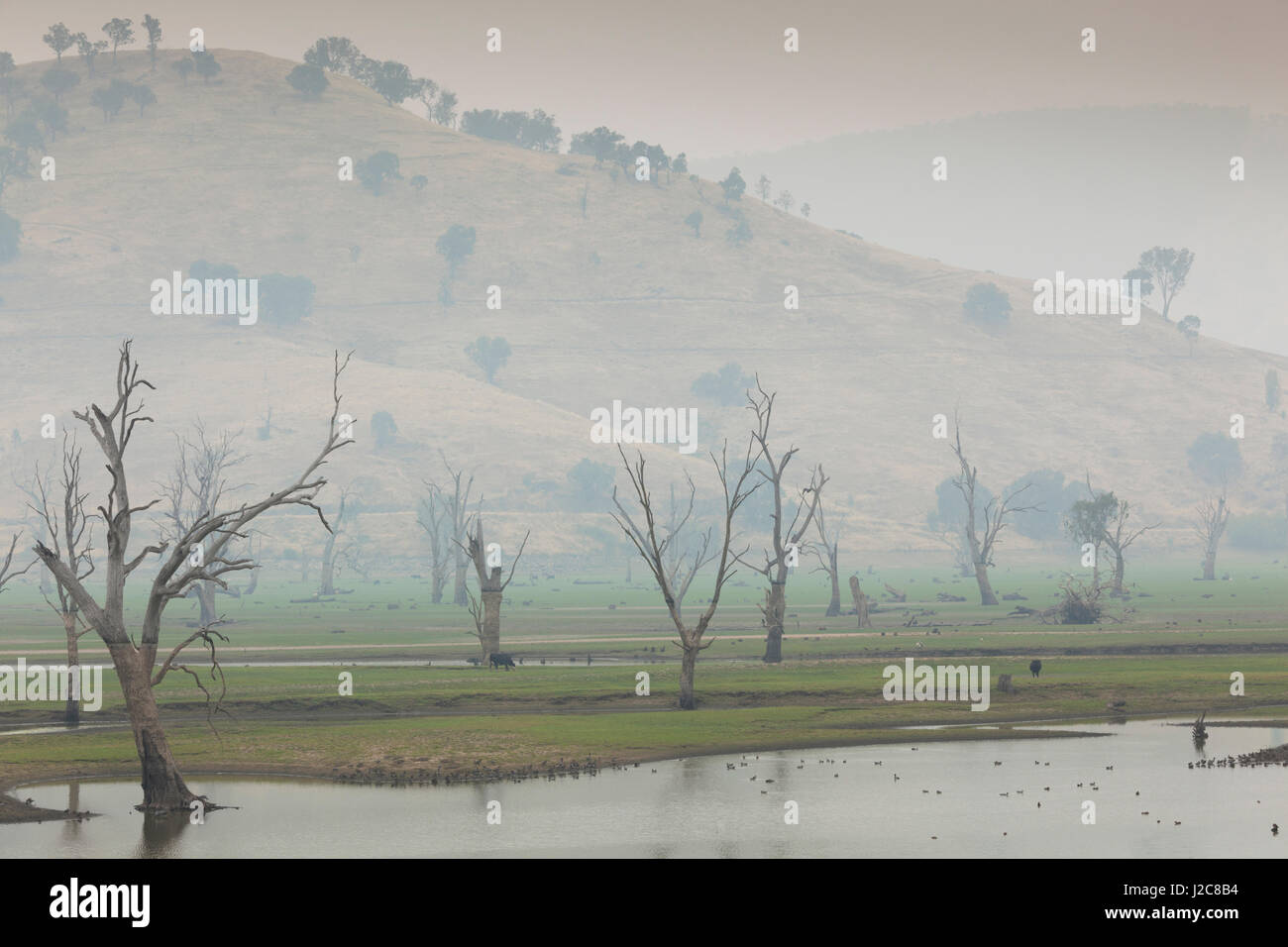 Australia, Victoria, Huon, landscape by Lake Hume with forest fire ...