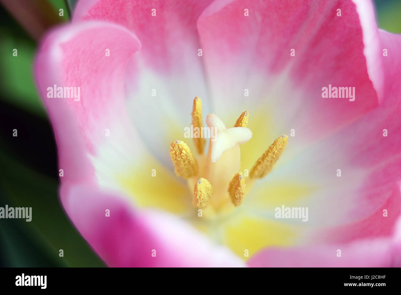 Tulip. Flower. Stamens and pistil. Macro photography Stock Photo - Alamy