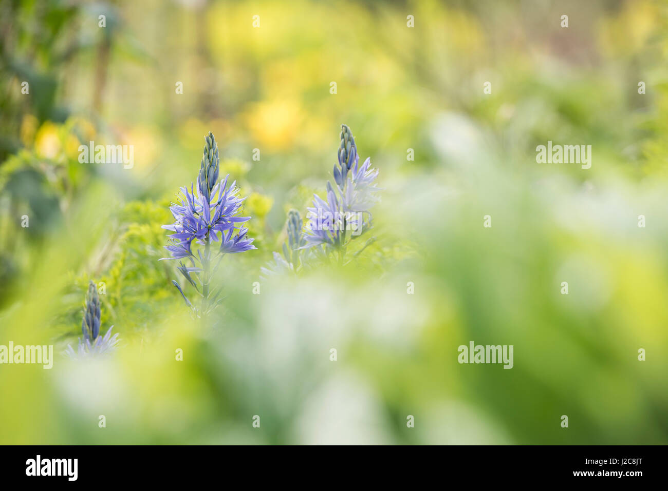 Camassia leichtlinii. Camas Quamash, Wild hyacinth flowers Stock Photo ...