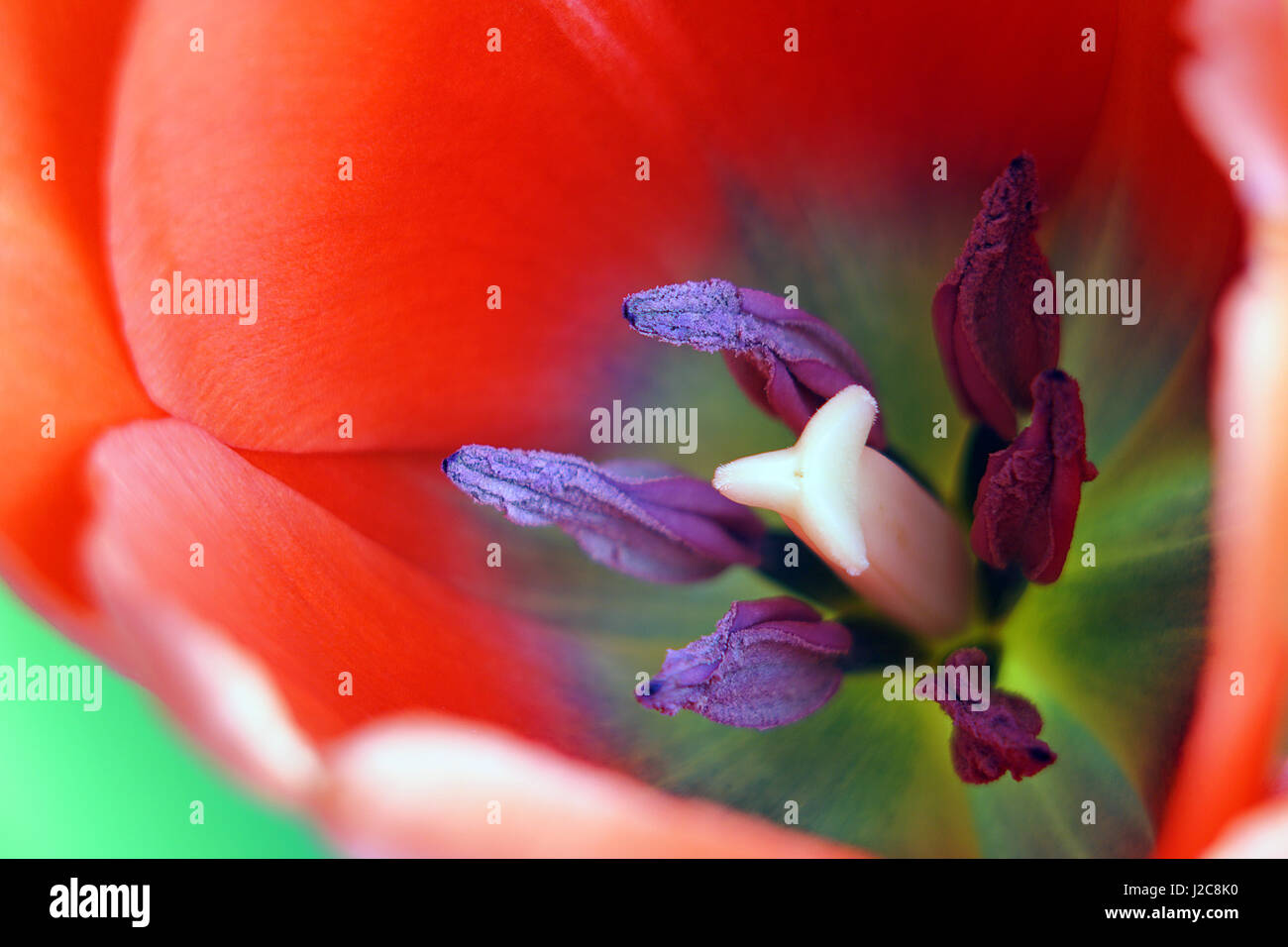 Tulip. Flower. Stamens and pistil. Macro photography Stock Photo - Alamy