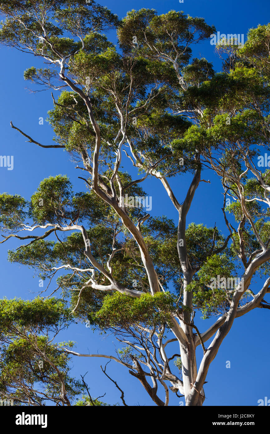 Australia, Victoria, Buninyong, Mount Buninyong, gum tree detail Stock ...