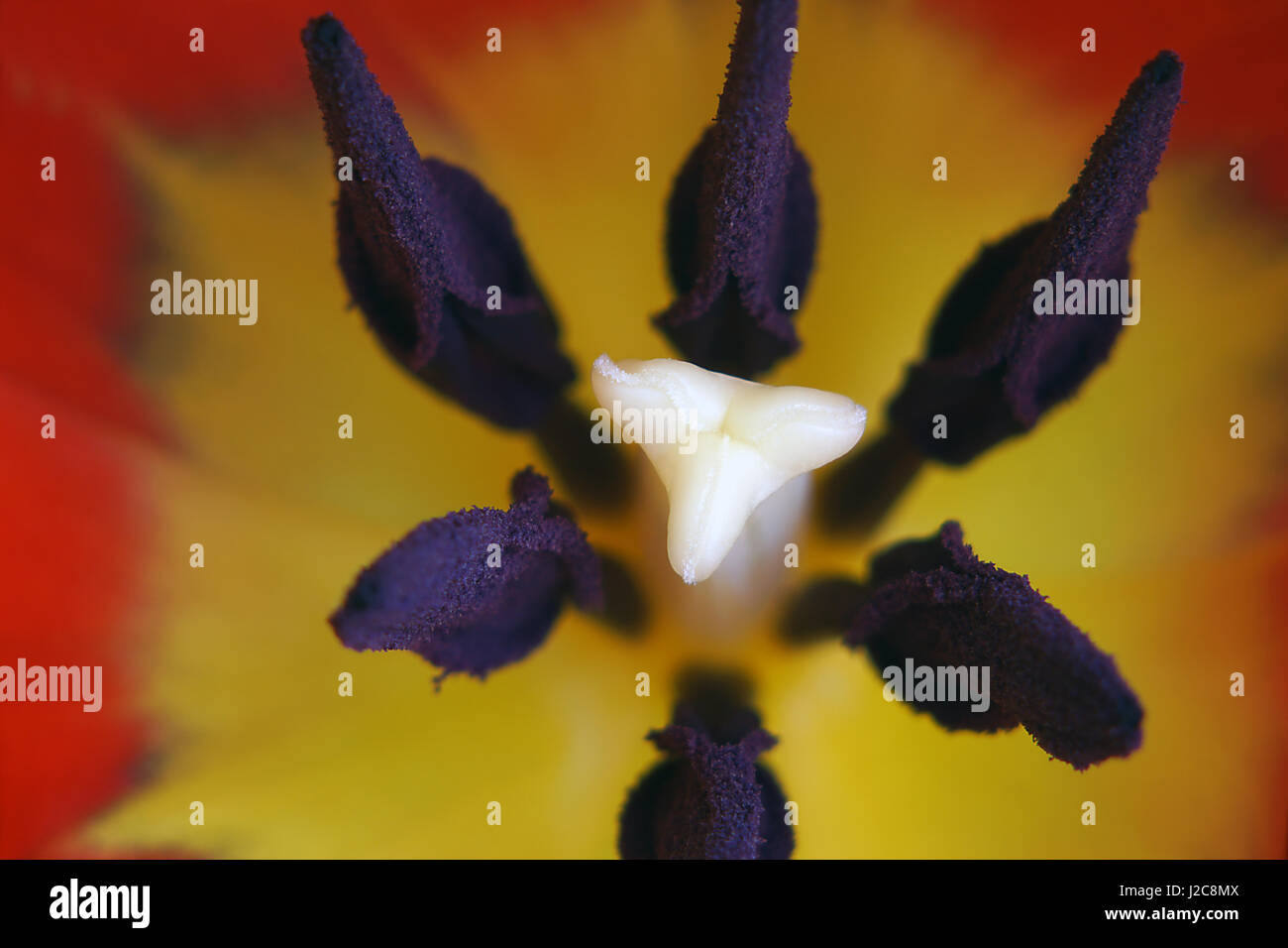 Tulip. Flower. Stamens and pistil. Macro photography Stock Photo - Alamy