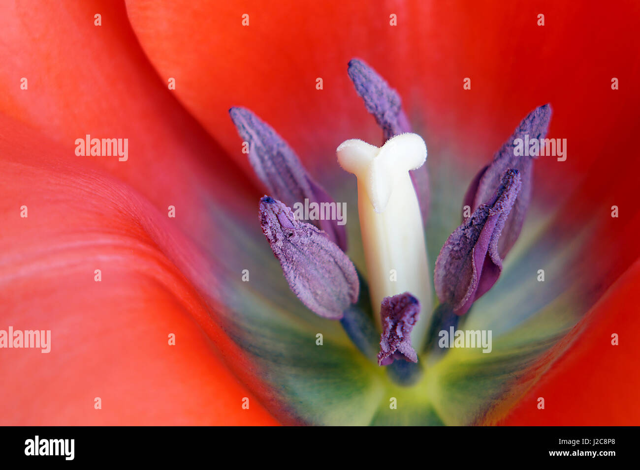 Tulip. Flower. Stamens and pistil. Macro photography Stock Photo - Alamy