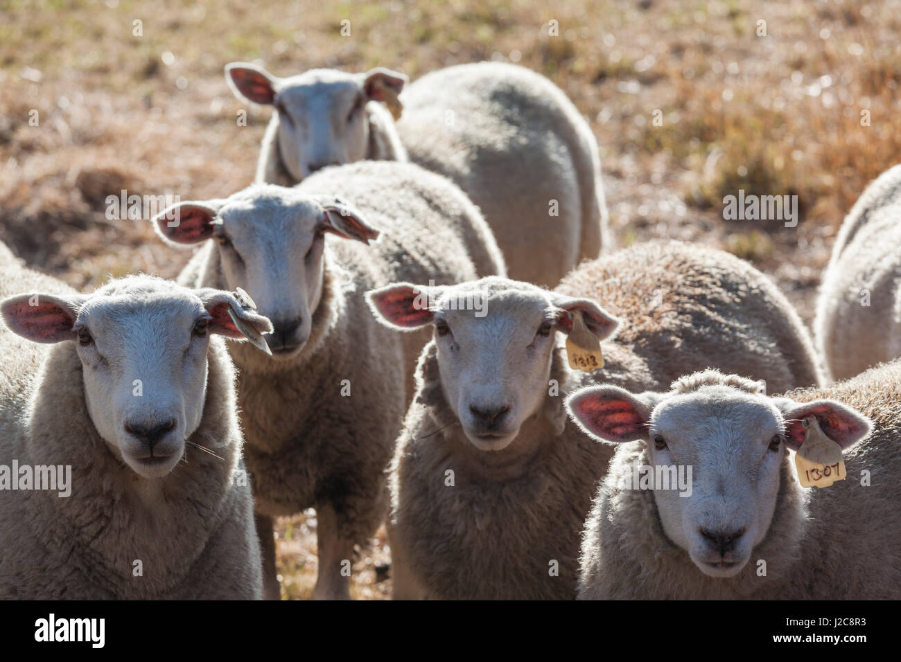 Australia, Victoria, Yarra Valley, sheep farm Stock Photo - Alamy
