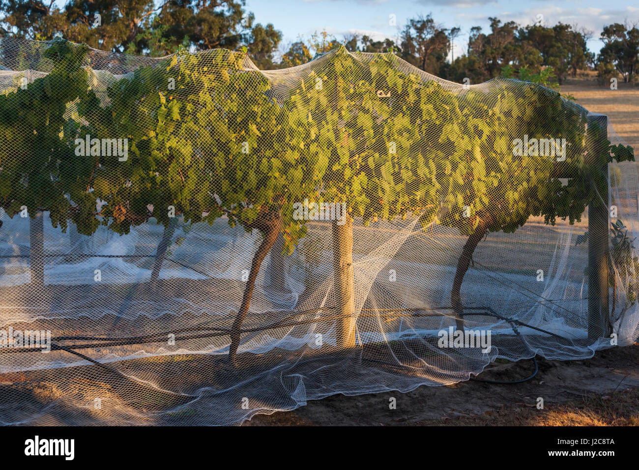 Australia, Victoria, Yarra Valley, vineyard vines under mesh fabric ...