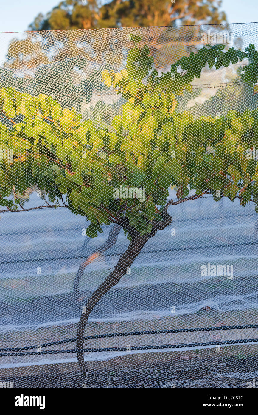 Australia, Victoria, Yarra Valley, vineyard vines under mesh fabric ...