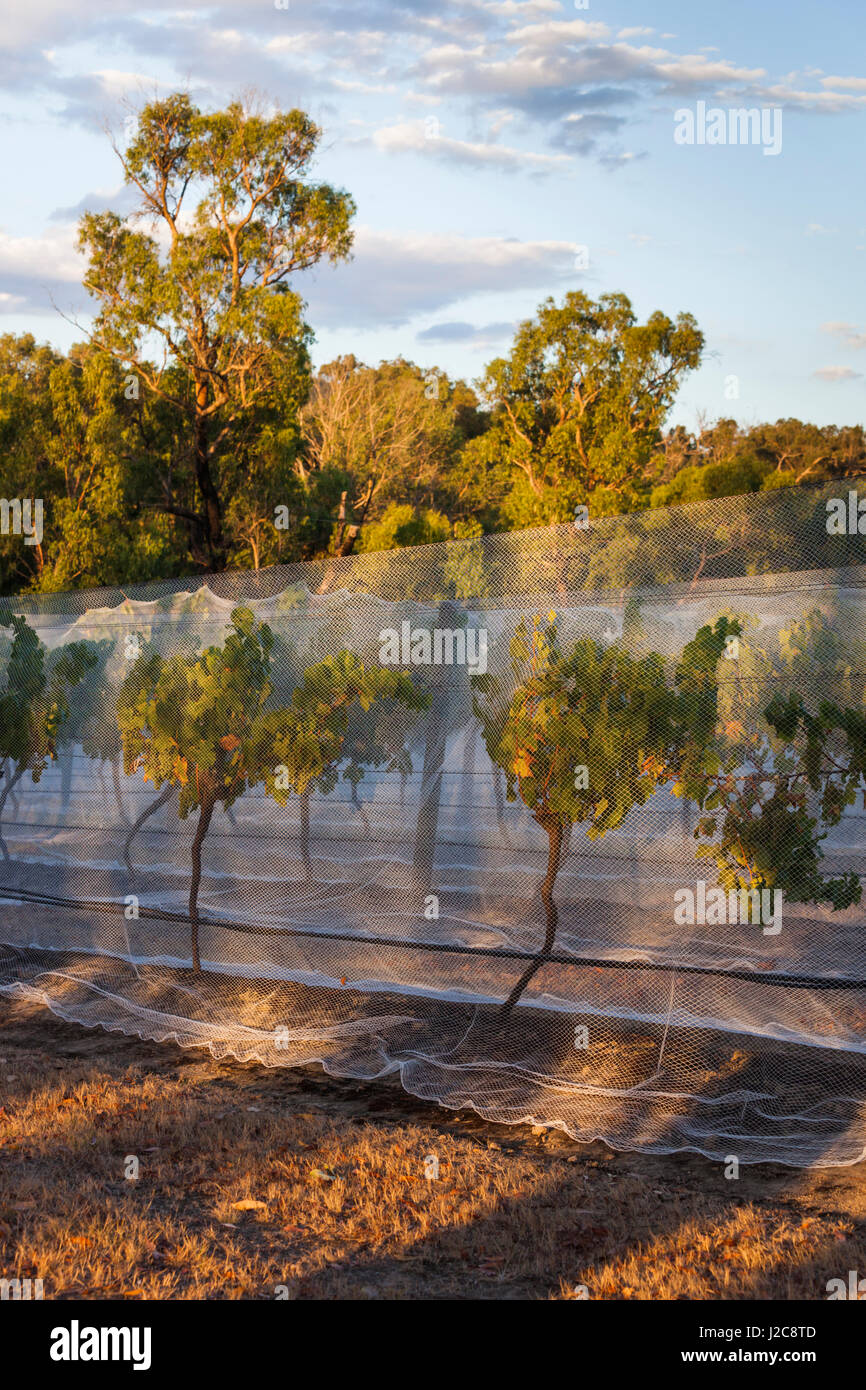 Australia, Victoria, Yarra Valley, vineyard vines under mesh fabric ...