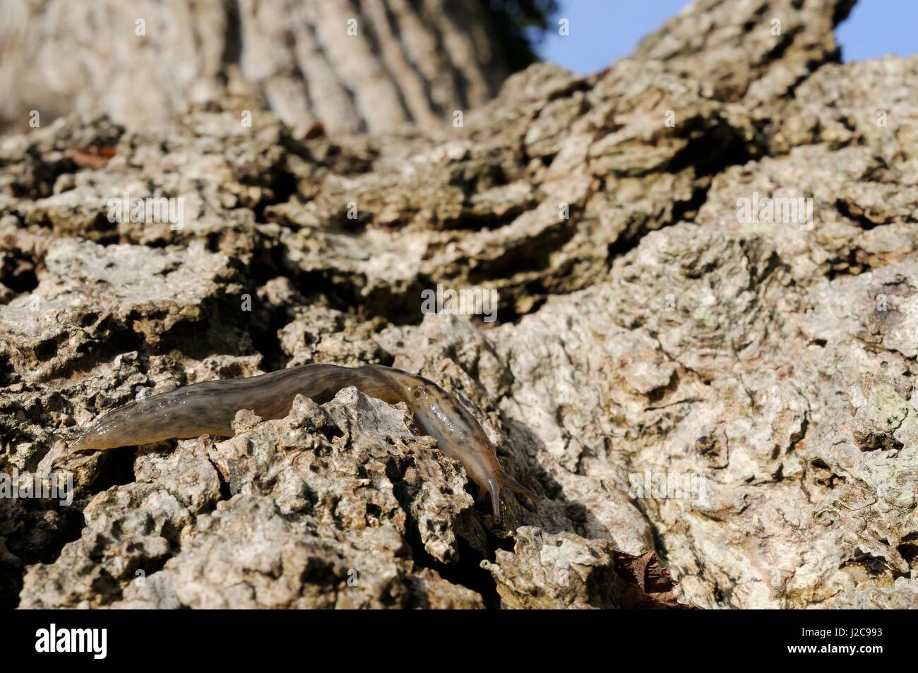 Tree slug (Lehmannia marginata) crawling over rough bark at the base of ...