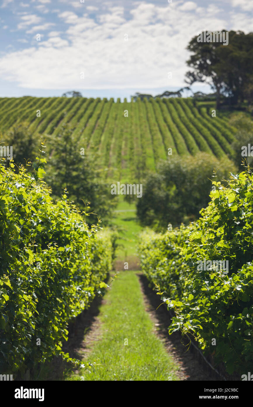 Australia, Adelaide Hills, Gumeracha, vineyard Stock Photo - Alamy