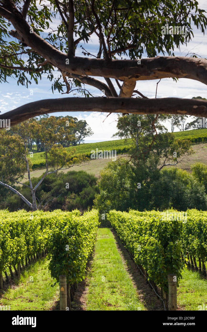 Australia, Adelaide Hills, Gumeracha, vineyard Stock Photo - Alamy