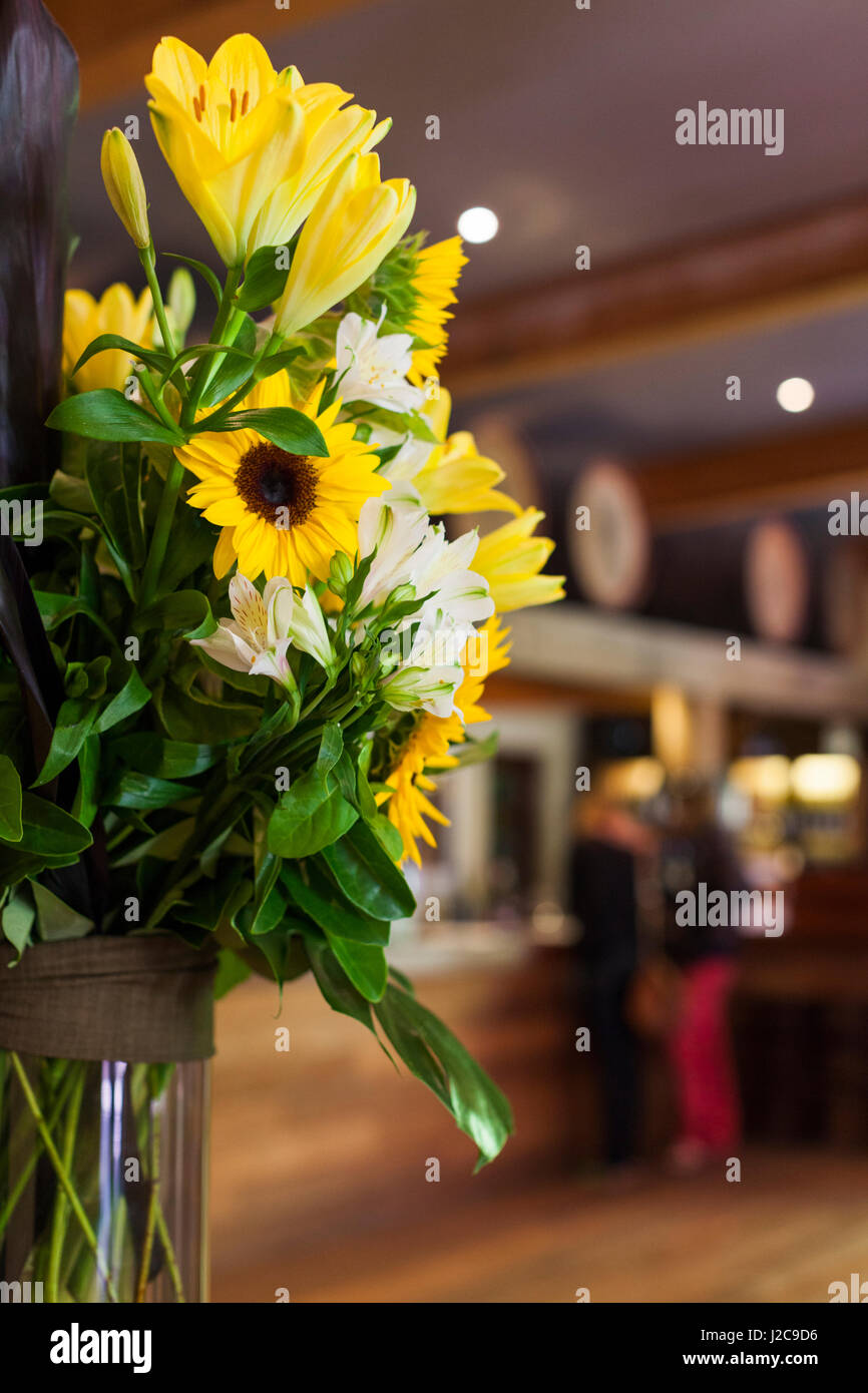 Australia, Barossa Valley, Angaston, Yalumba Winery, wine tasting room ...