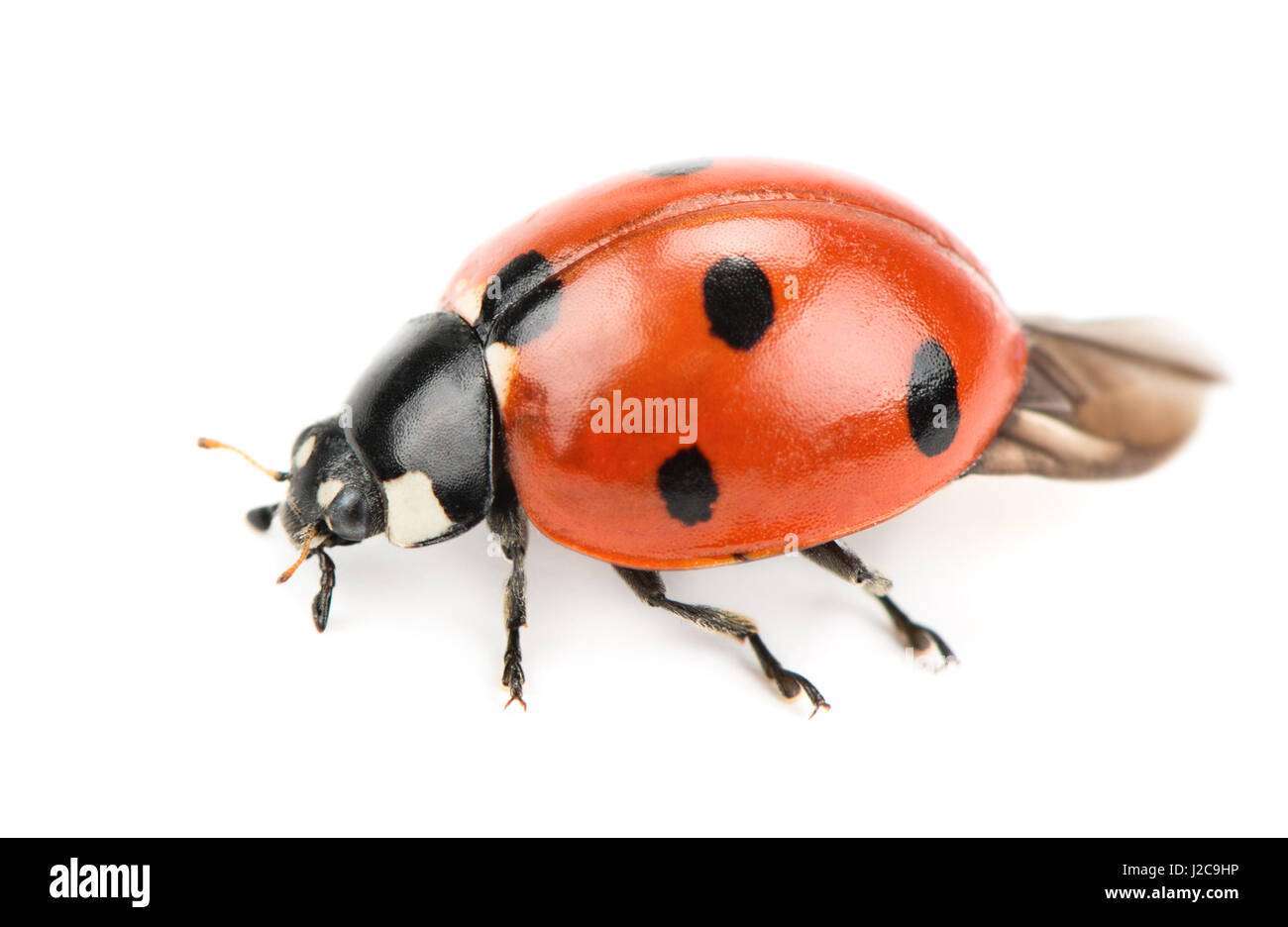 Ladybird isolated on white background Stock Photo - Alamy