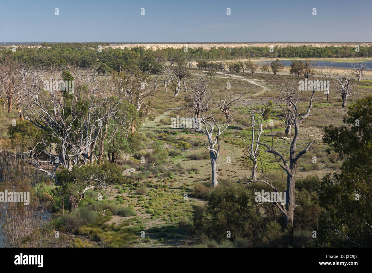 Australia, Murray River Valley, Blanchetown, Murray River marshes ...