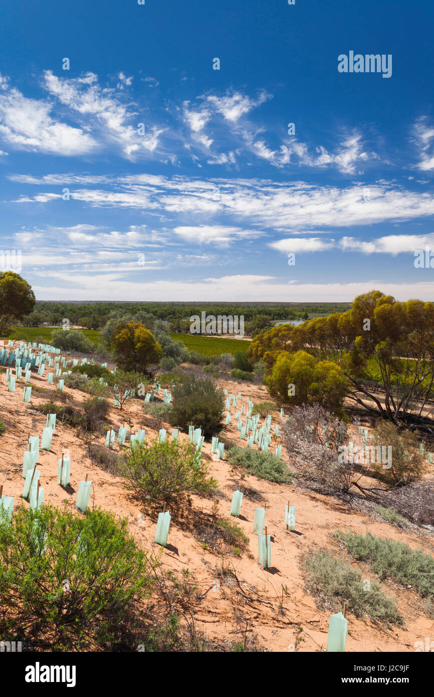 Australia, Murray River Valley, Kingston on Murray, Banrock Station ...