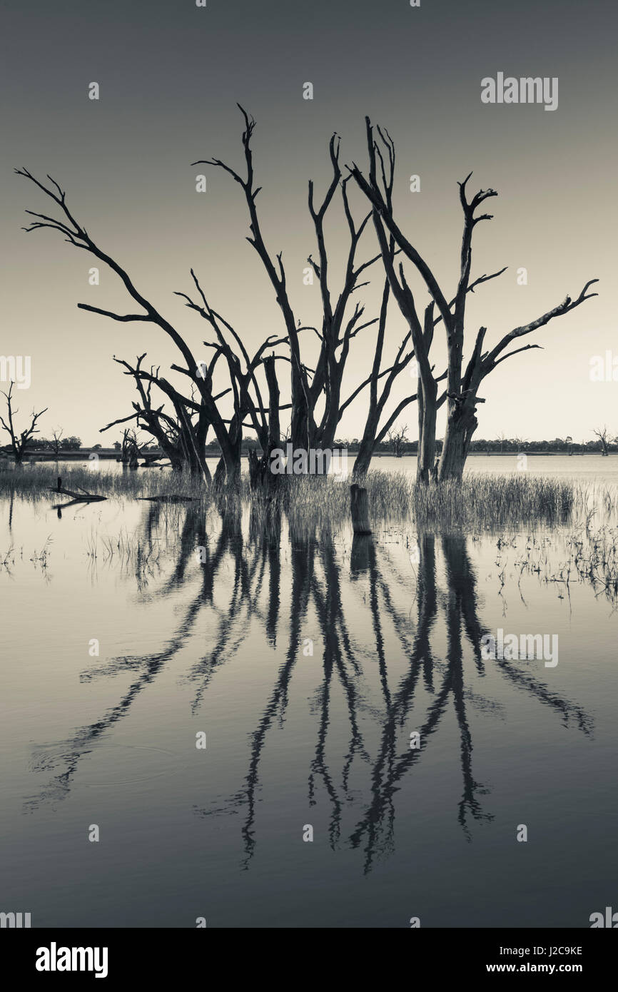 Australia, Murray River Valley, Barmera, Lake Bonney, petrified trees ...