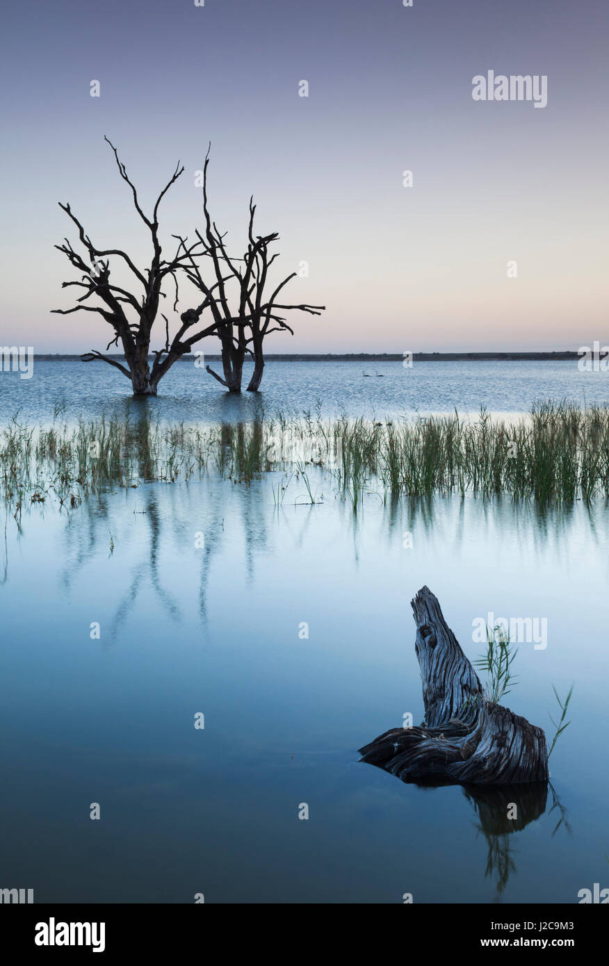 Australia, Murray River Valley, Barmera, Lake Bonney, petrified trees ...
