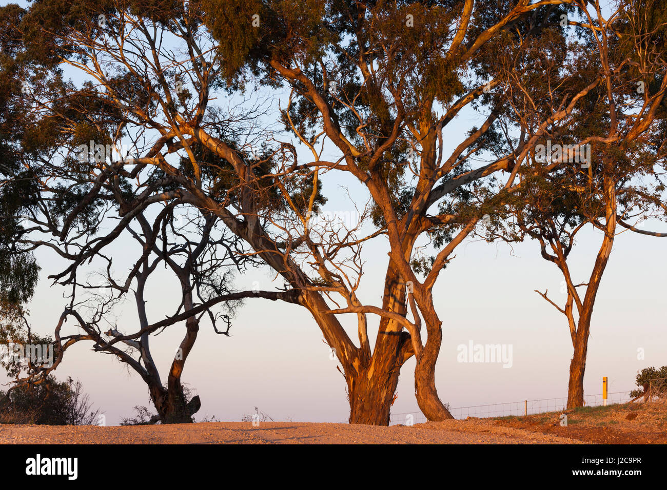 Australia, Clare Valley, Clare, gum trees by Brooks Lookout, dawn Stock ...