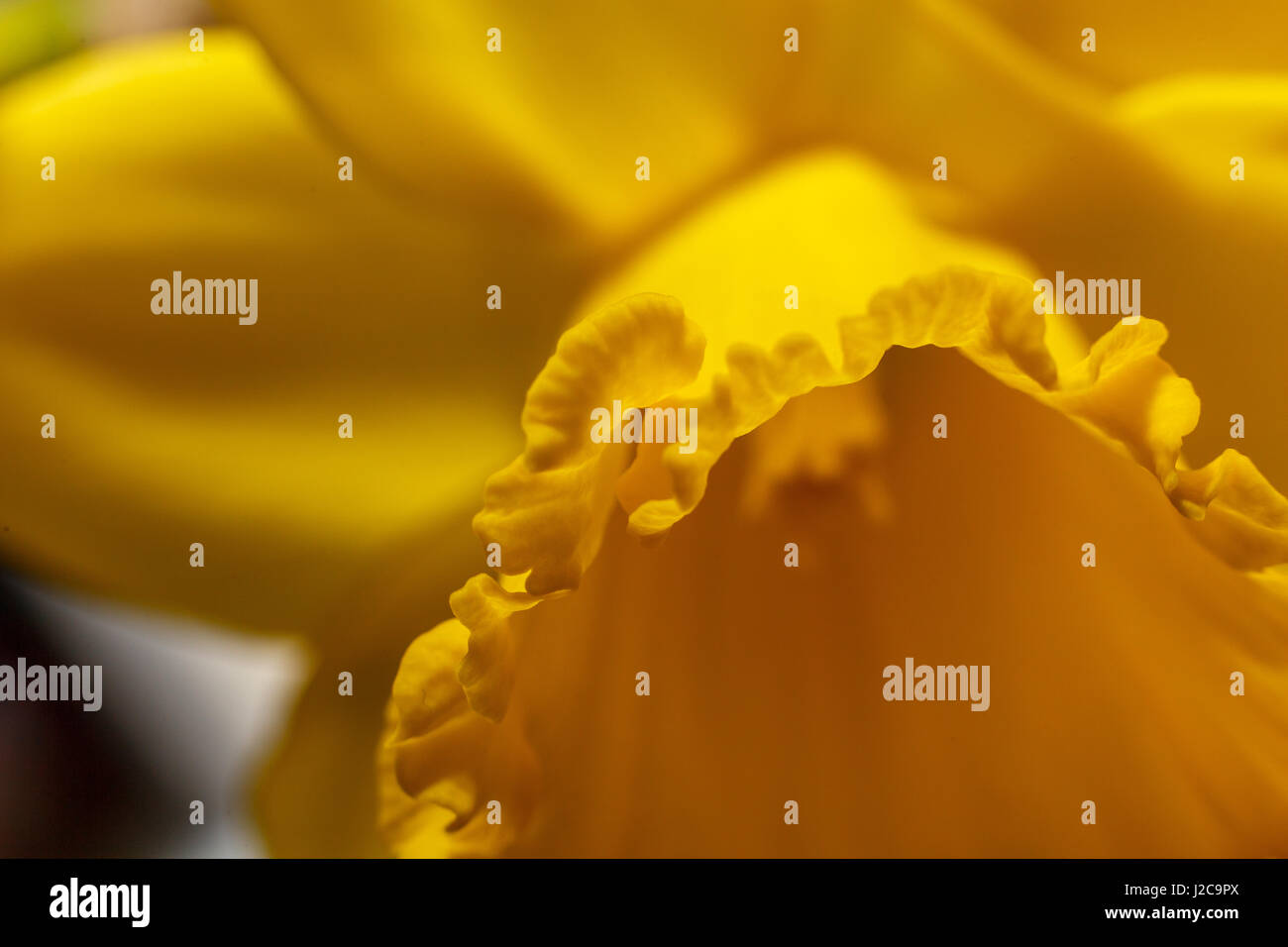 Close-Up Flower Petals Stock Photo - Alamy