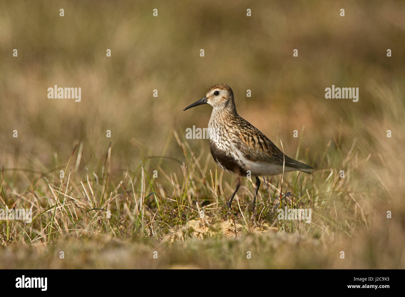 Dunlin Calidris alpina male on breeding moor Unst Shetland June Stock ...