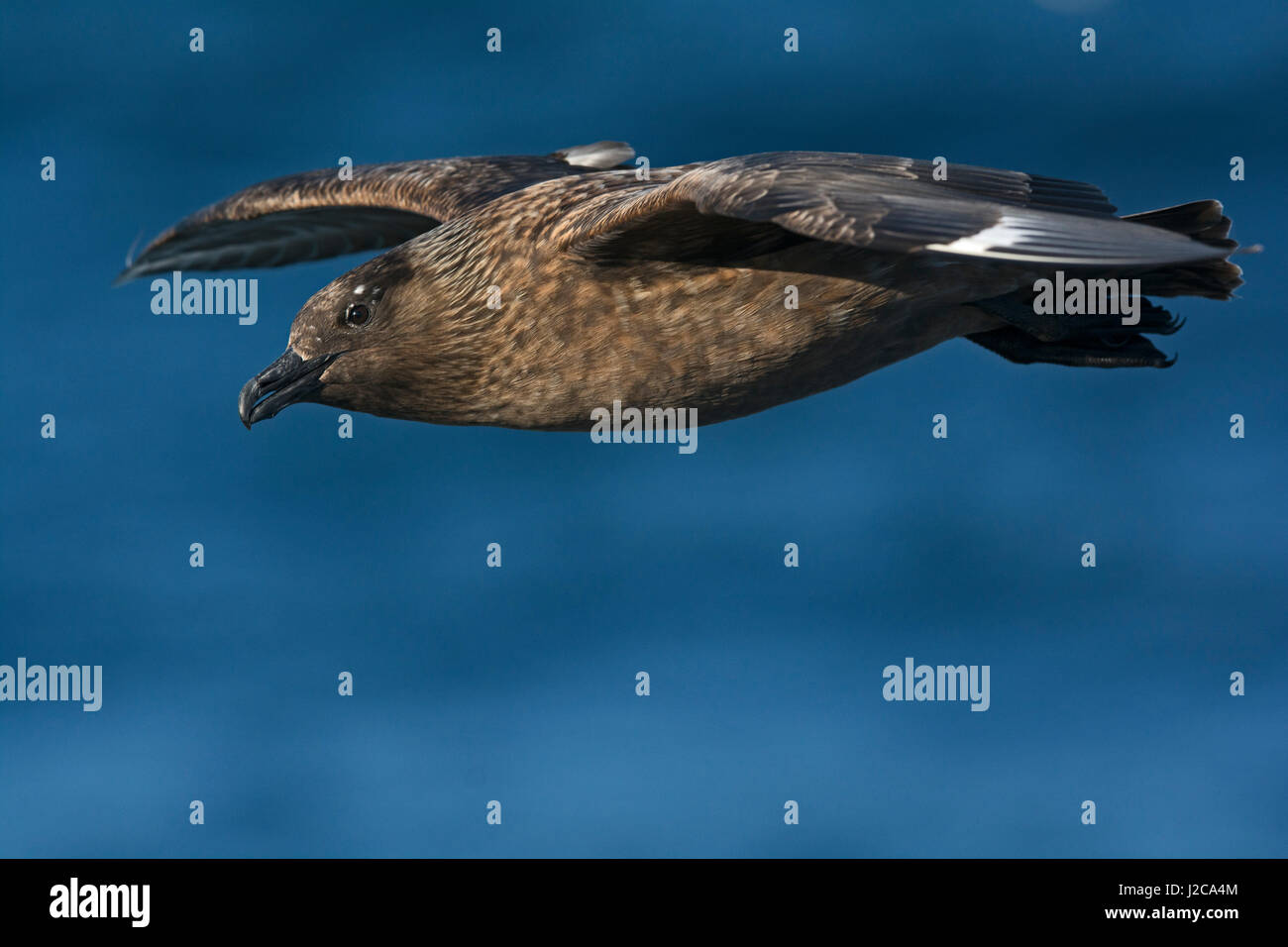 Hermaness national nature reserve skua hi-res stock photography and ...