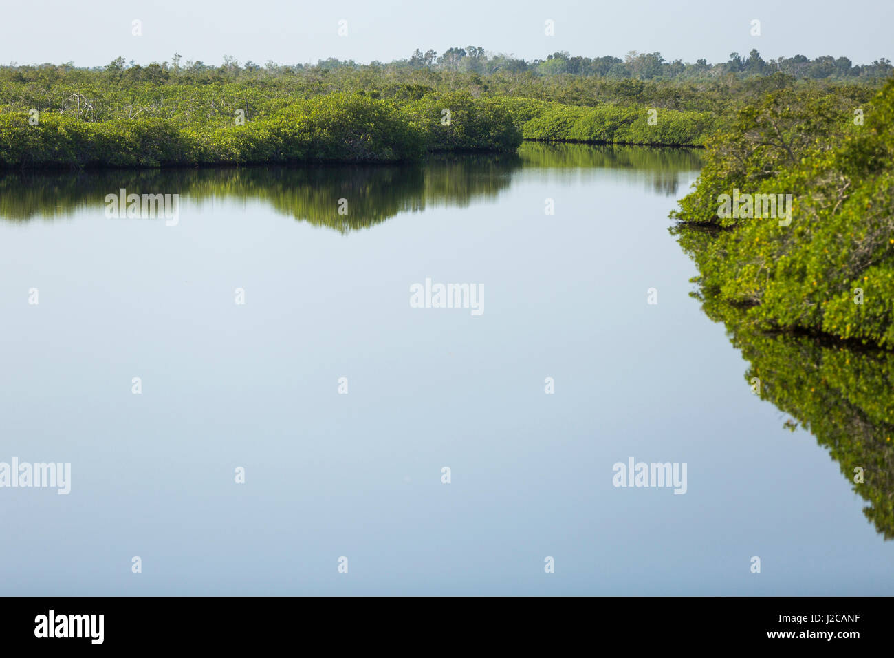 Calm waters of a mangrove swamp on the Isle of Youth, Cuba Stock Photo ...