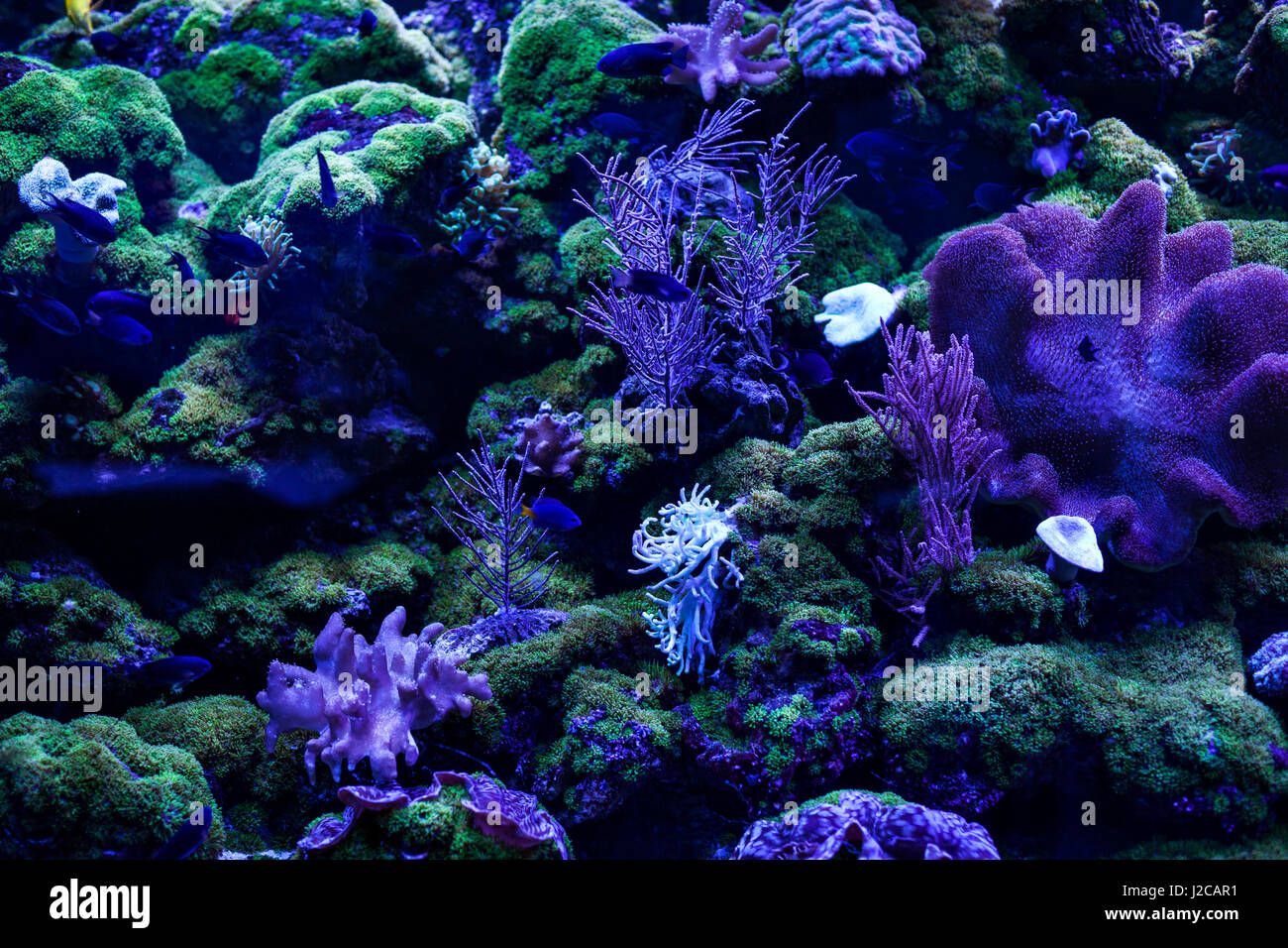 Beautiful multi-colored tropical vegetation at the bottom of the ocean ...