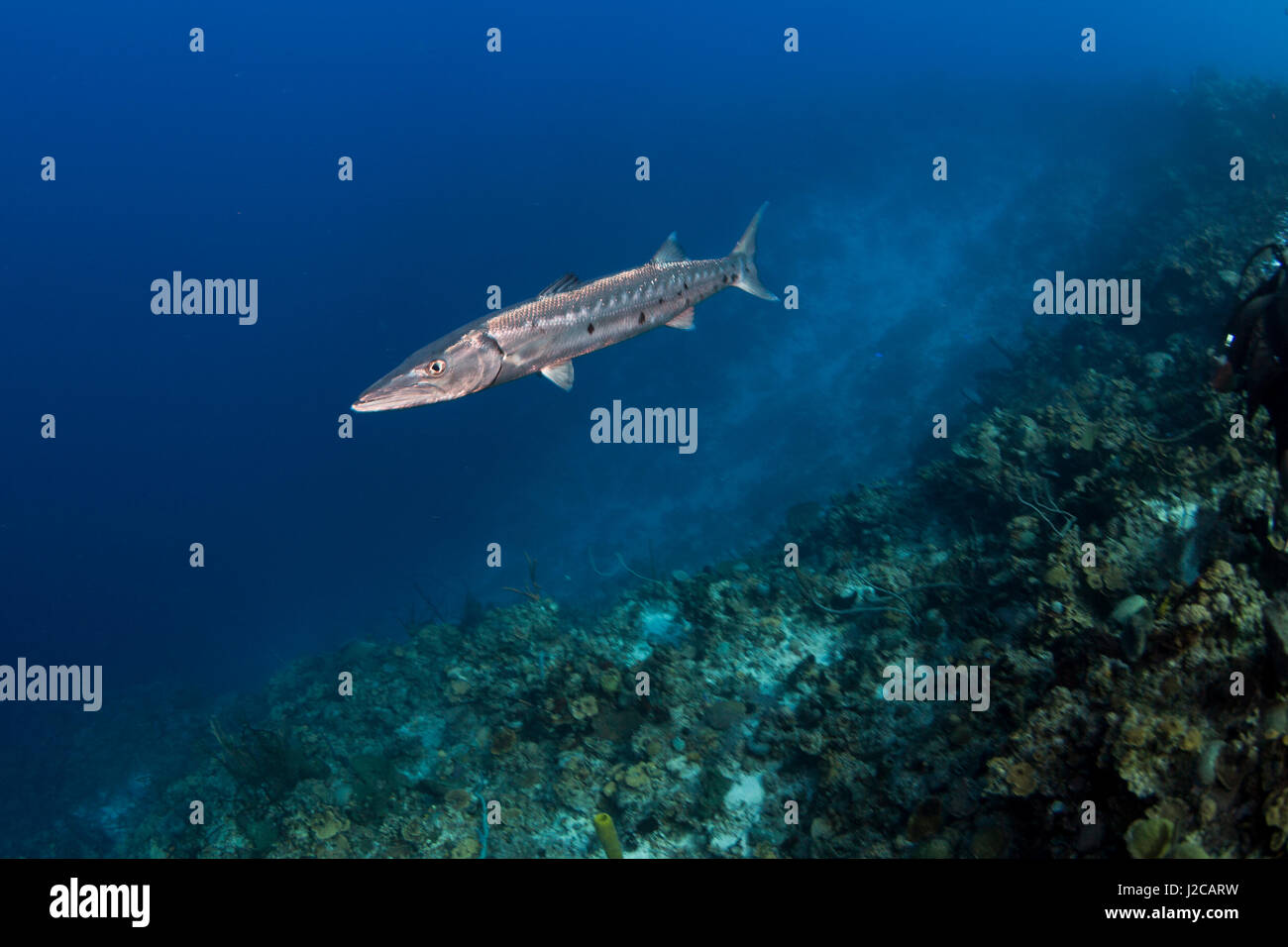 A barracuda swims along the ledge of a coral reef during a dive in the ...