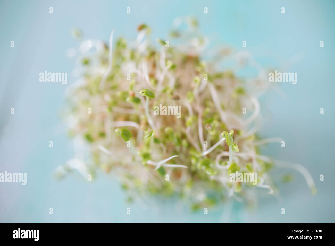 Macro shot red clover hi-res stock photography and images - Alamy