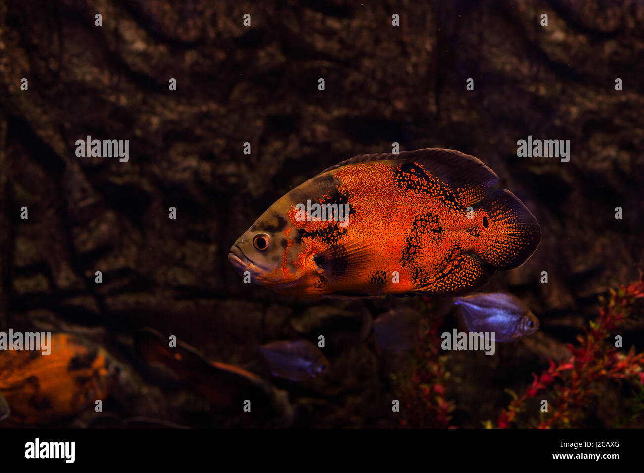 Fish bright red color, floats on the ocean floor Stock Photo - Alamy