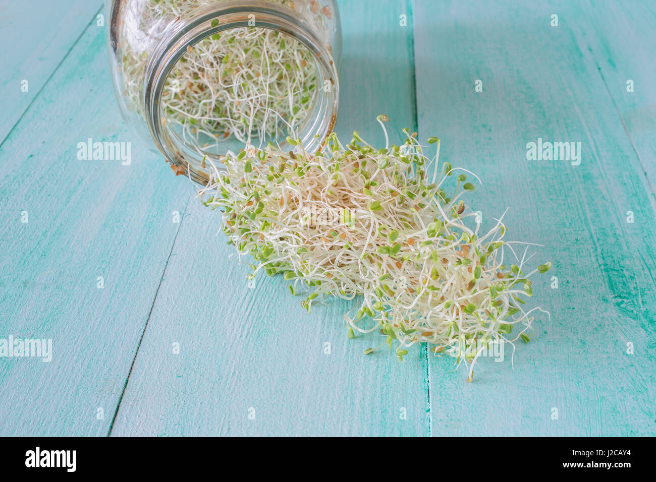 Newly home sprouted red clover sprouts Stock Photo - Alamy