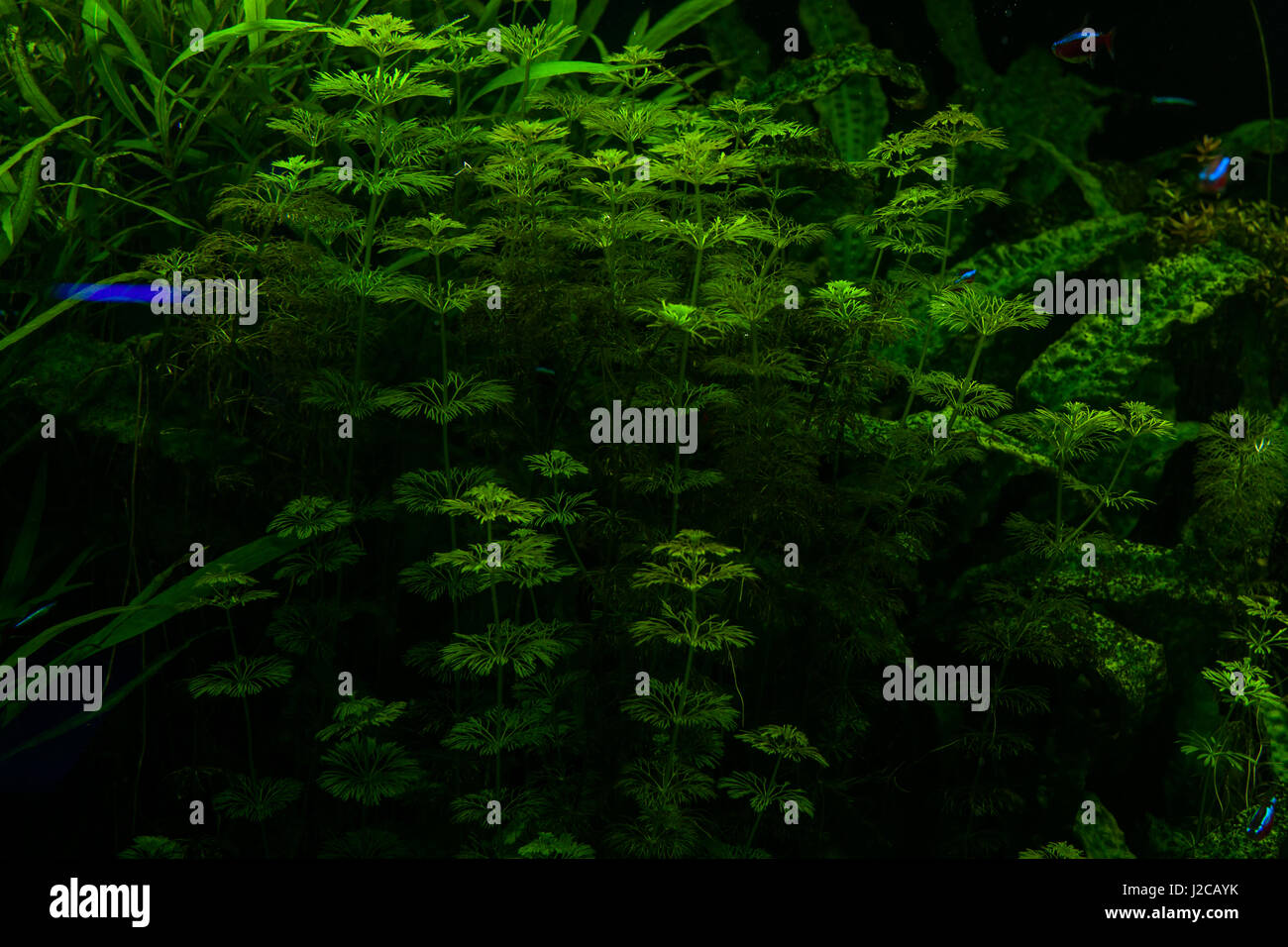 Marine green algae on the ocean floor Stock Photo - Alamy