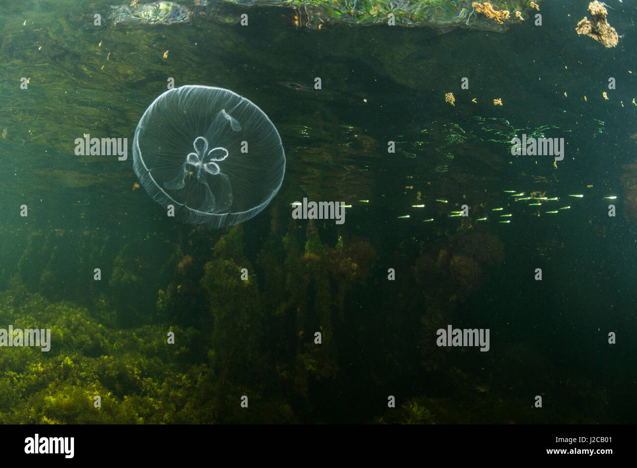 A moon jellyfish floats in front of a mangrove tree with a school of ...