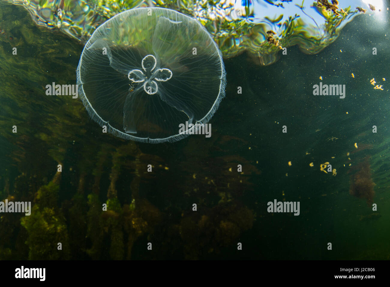 A moon jellyfish floats in front of a mangrove tree with a school of ...