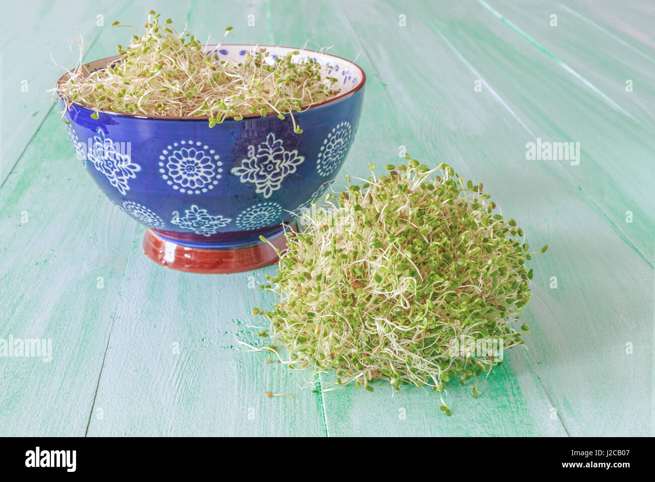 Newly home sprouted red clover sprouts Stock Photo - Alamy