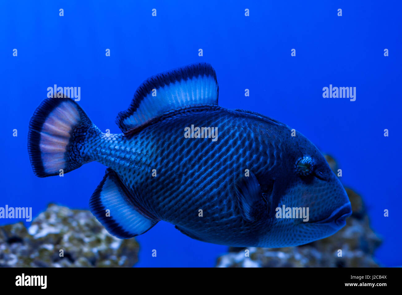 Fish Titan Triggerfish swimming among the reefs in the sea Stock Photo ...