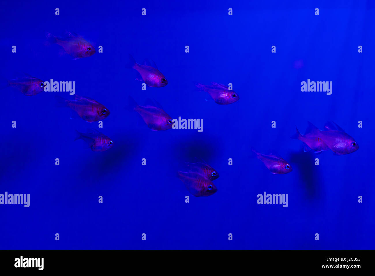 Many small fish on a blue background Stock Photo - Alamy
