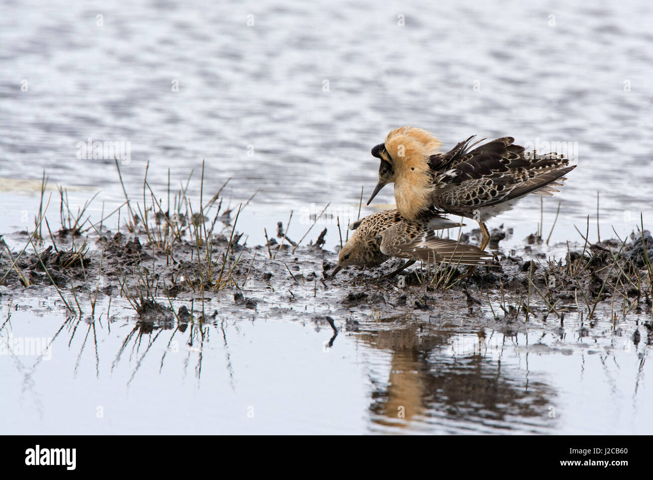 Ruff Philomachus pugnax lekking and mating on pool at Haroldswick Unst ...