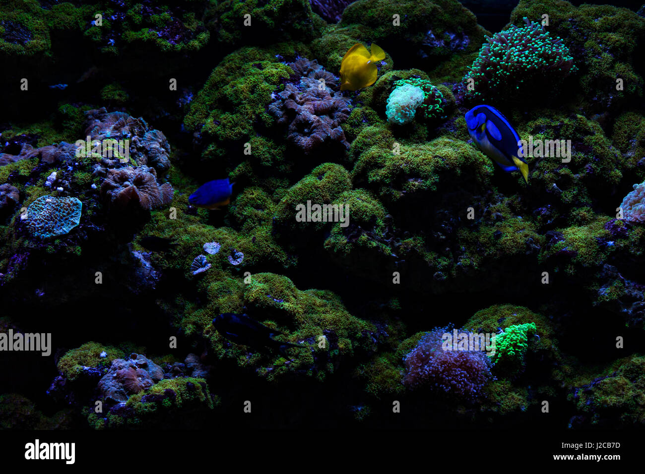 Fish and vegetation in the grass at the bottom of the sea Stock Photo ...