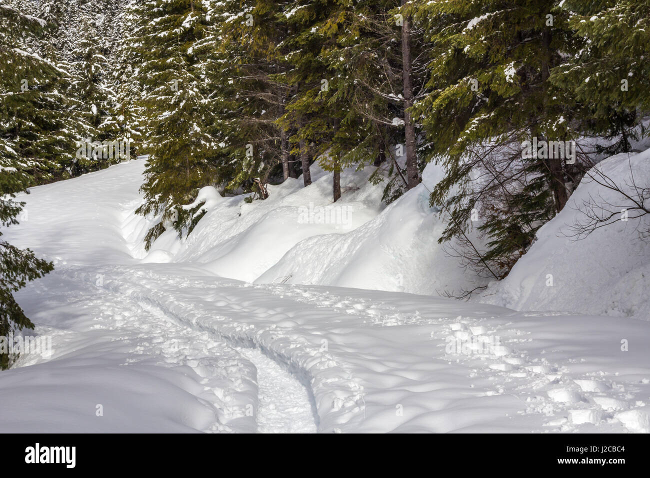 A rut in the snow - created by several people on snowshoes - and a ...