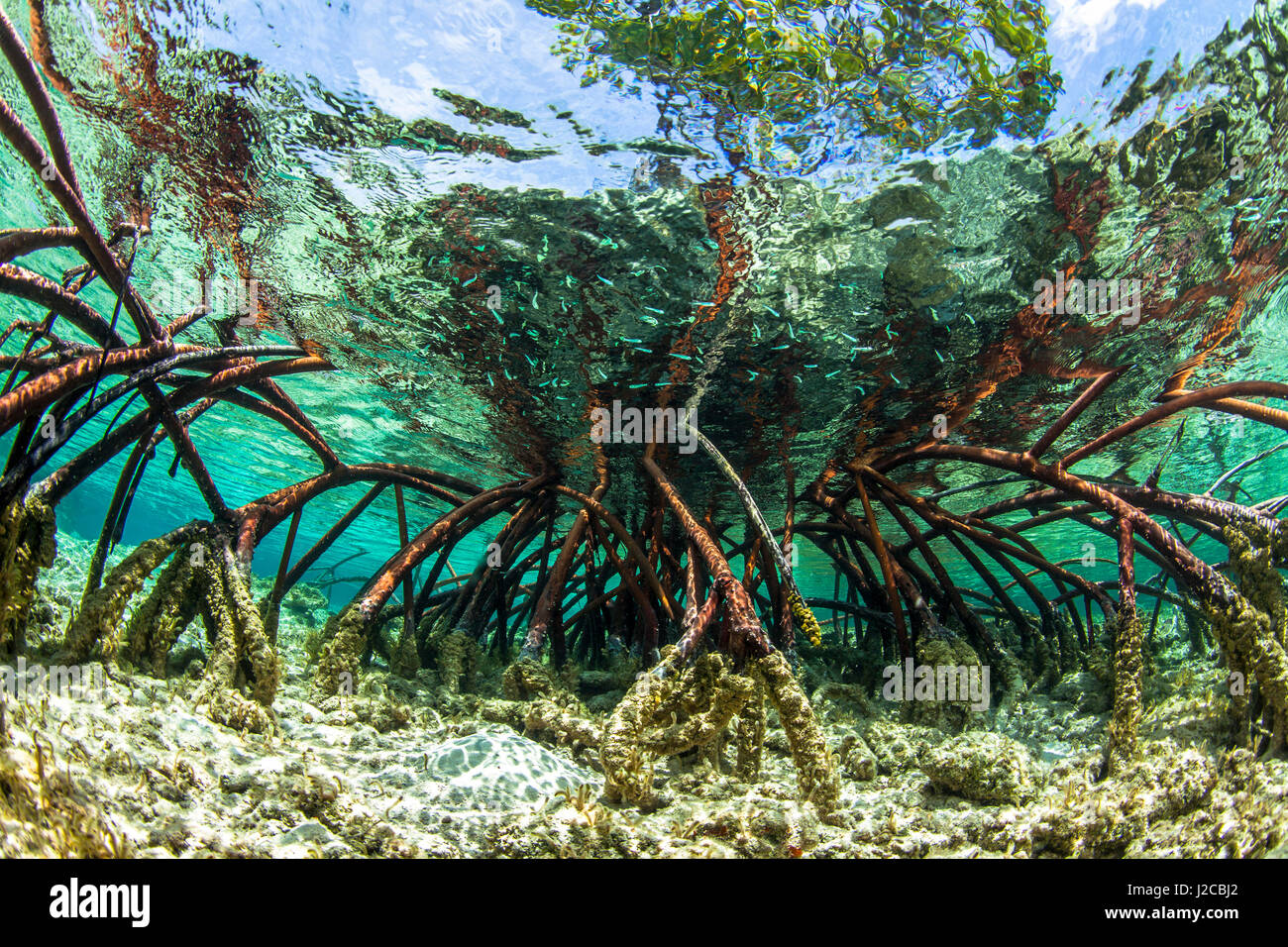 Underwater photograph of a mangrove tree in clear tropical waters with ...