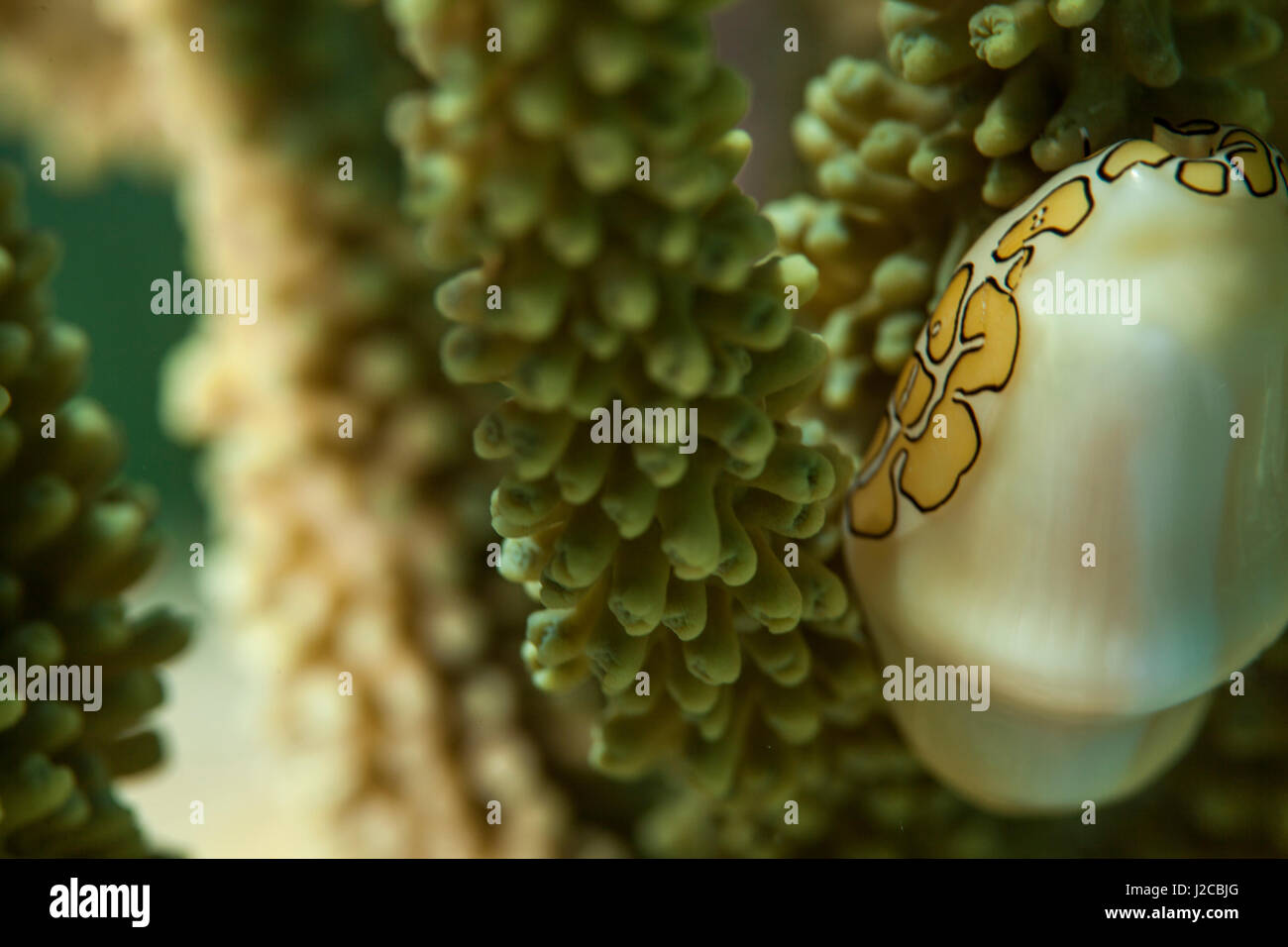 A flamingo tongue snail climbs across soft coral near Staniel Cay ...
